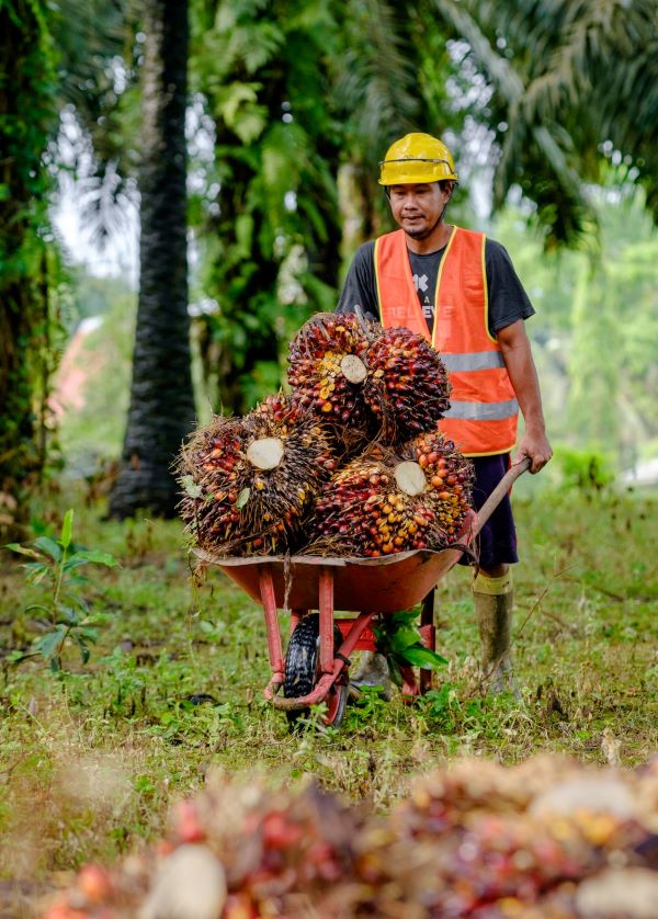 Produksi TBS Sawit PTPN IV Regional IV Lampaui Target RKAP 2026 ...