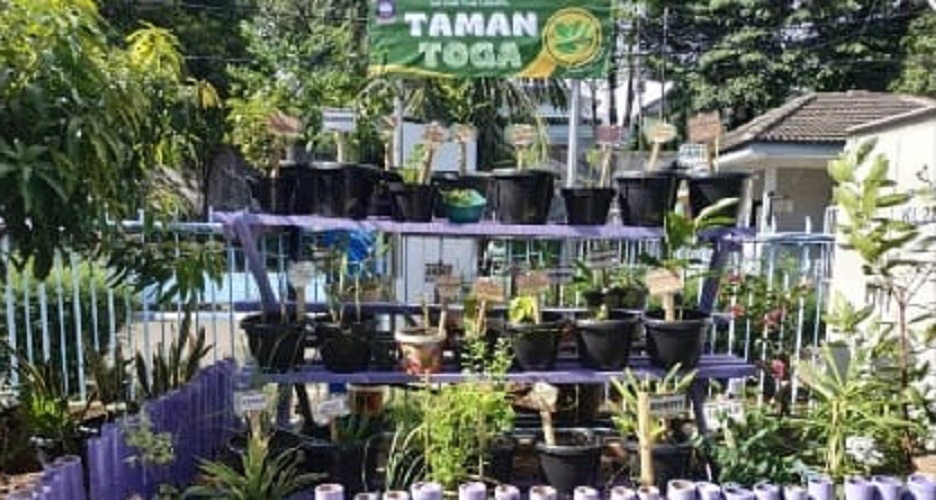Solusi Sehat dari Pekarangan: Ini Mengapa Warga Jambi Harus Mulai ...